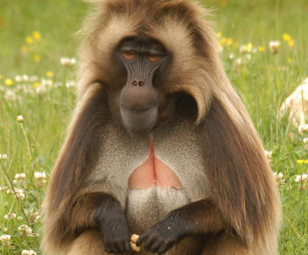 La Vallée des Singes Parc Animalier de La Vallée des Singes