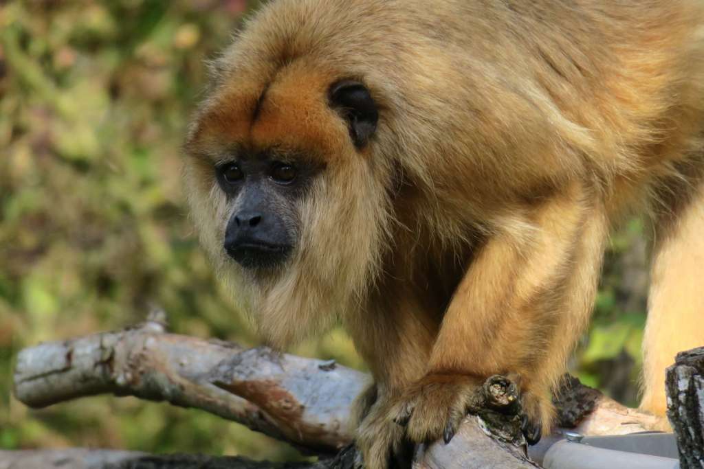 Territoire N°1 | Parc Animalier de la Vallée des Singes