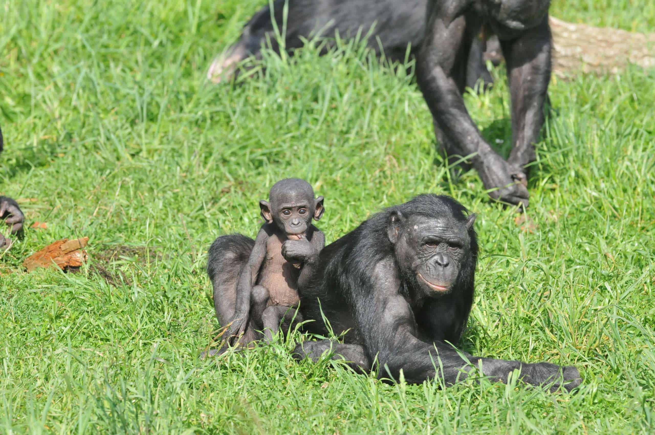 La Vallée en images Parc animalier de primates unique en France