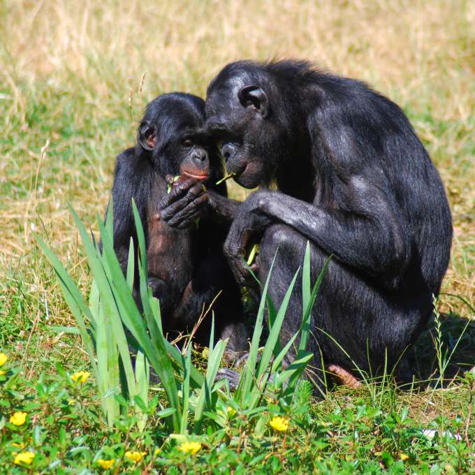 Territoire n°3 Parc Animalier de La Vallée des Singes