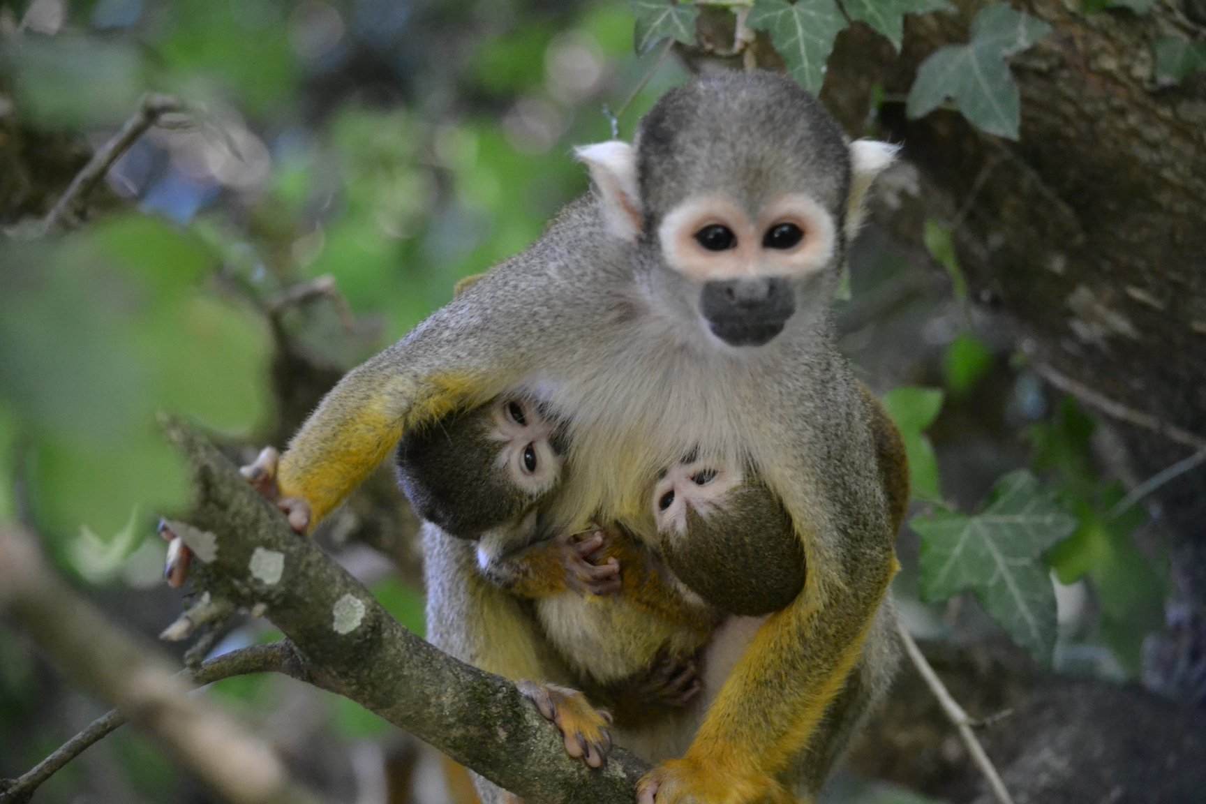 Territoire N°1 | Parc Animalier de la Vallée des Singes