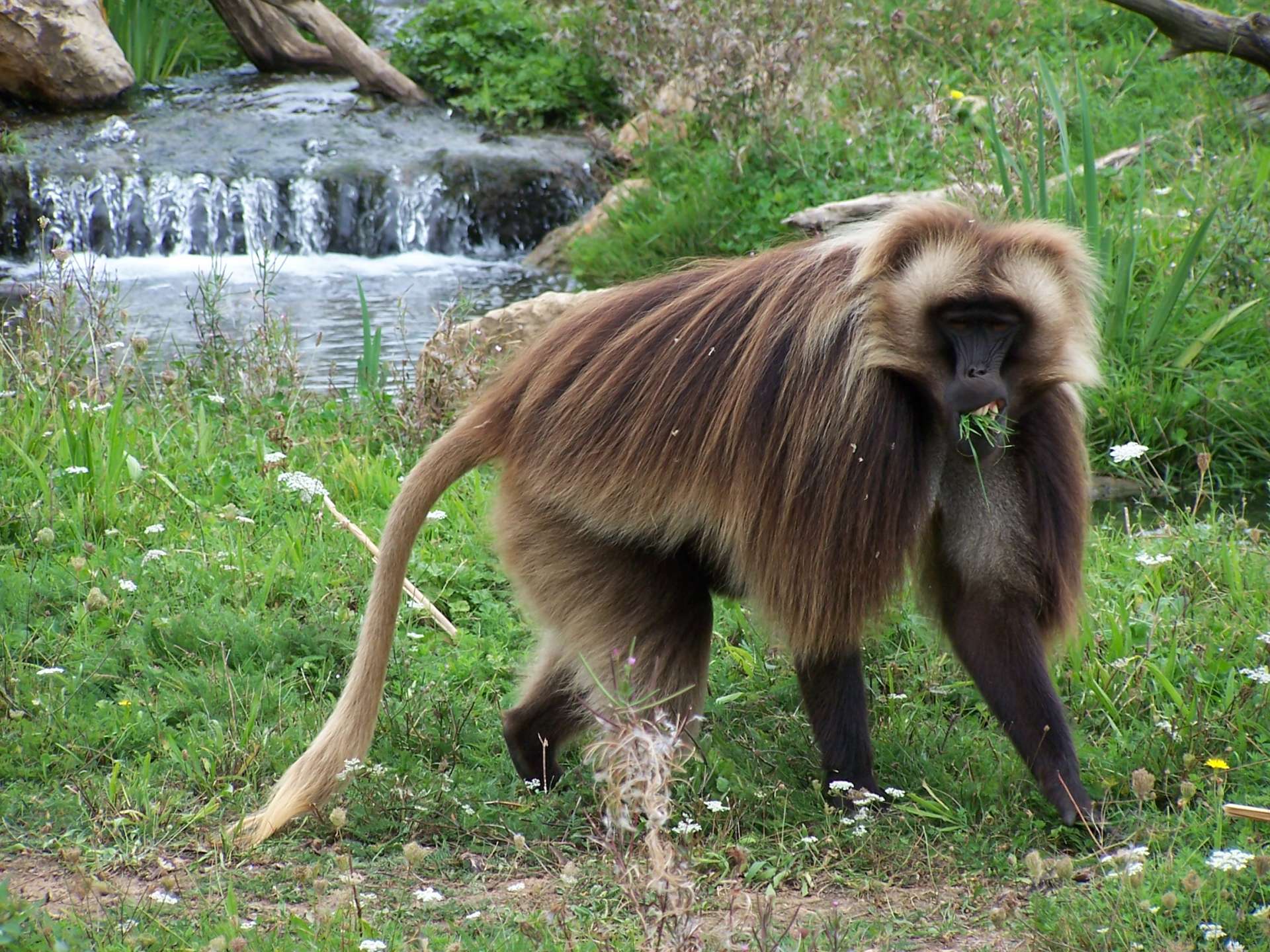 La Vallée des Singes Parc Animalier de La Vallée des Singes
