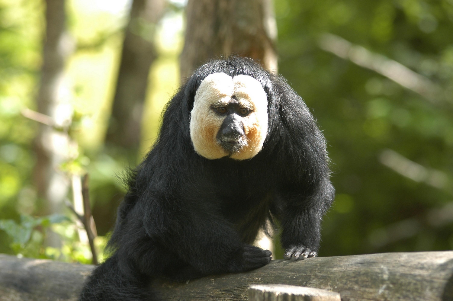 Territoire N°1 | Parc Animalier de la Vallée des Singes