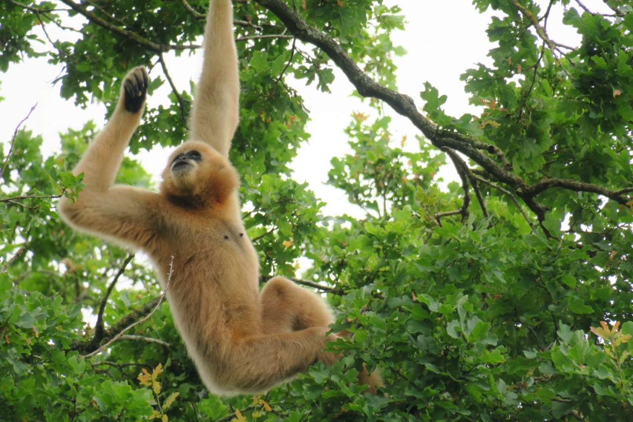 Territoire N°10 | Parc Animalier de la Vallée des Singes