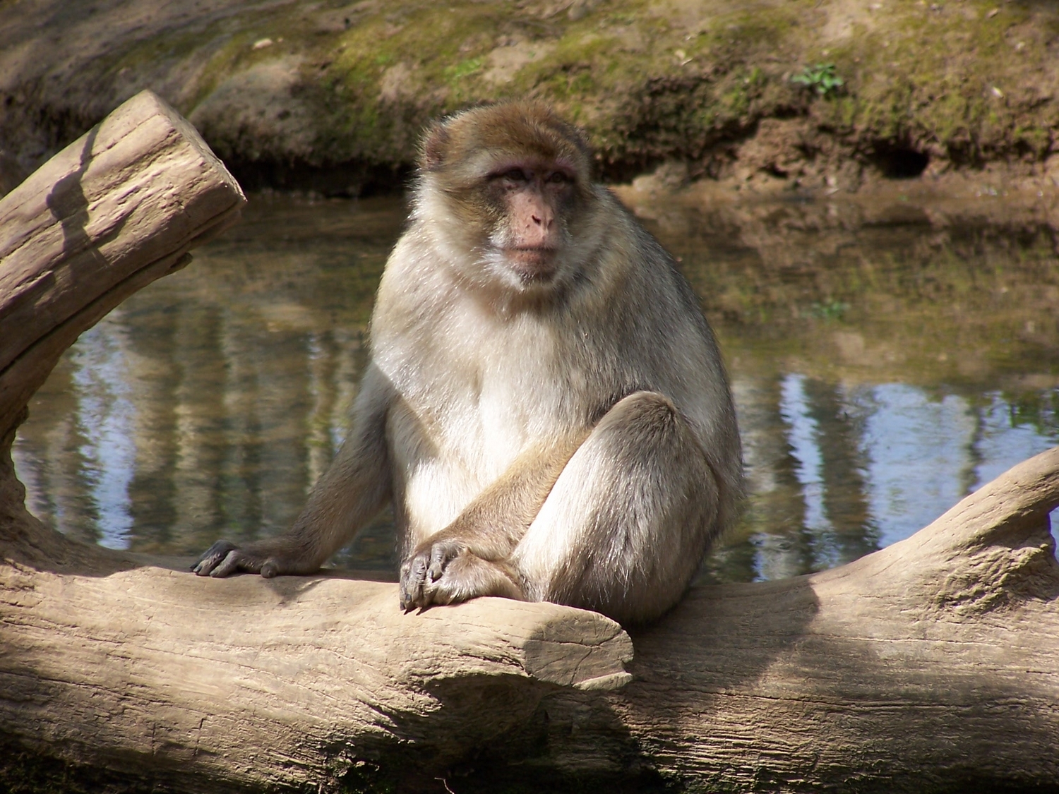 Territoire N°14 | Parc Animalier de la Vallée des Singes