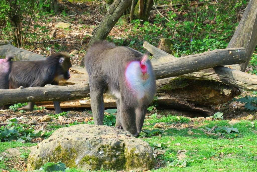 Mandrill: Primata Warna-warni Unik Dari Hutan Afrika