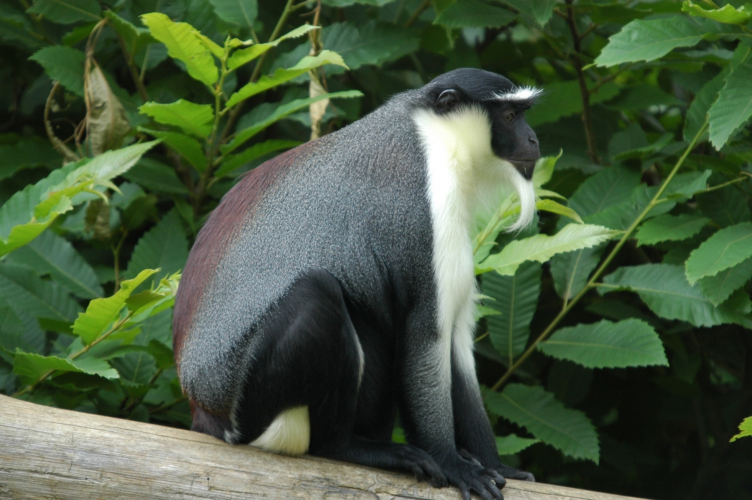 Territoire N°9 | Parc Animalier de la Vallée des Singes