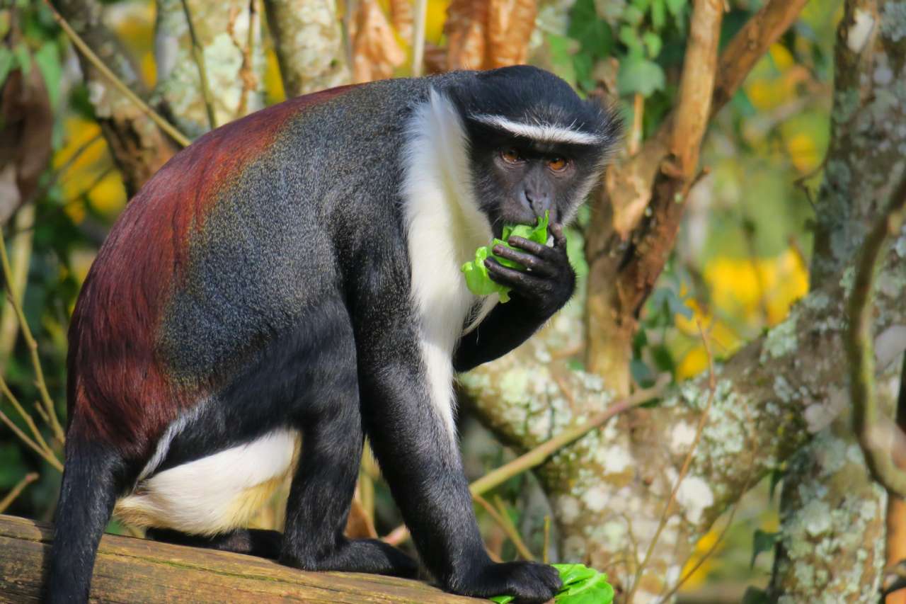 Territoire N°9 | Parc Animalier de la Vallée des Singes