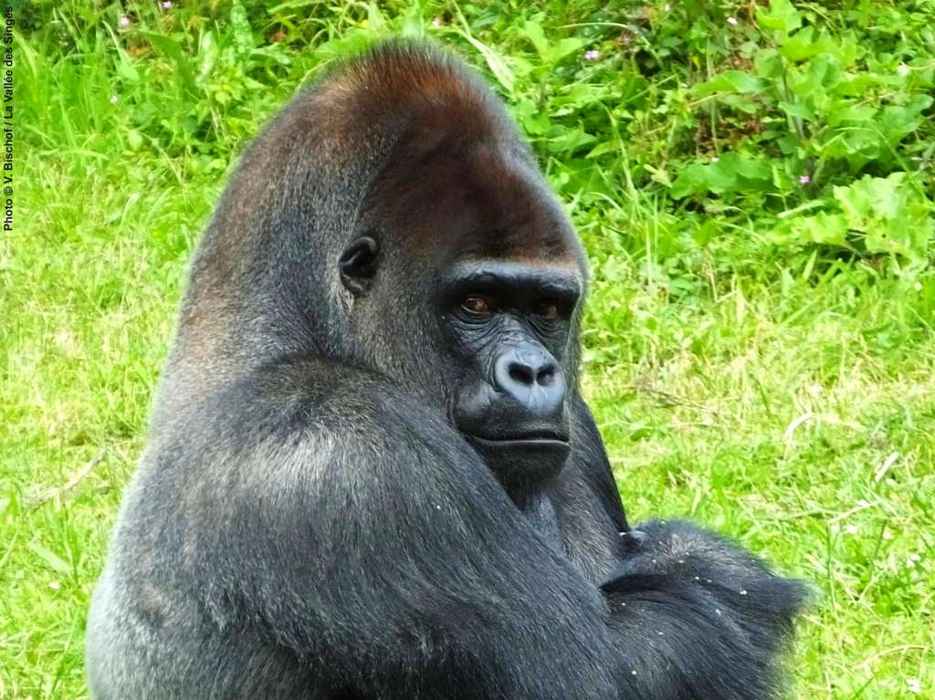 Territoire N°7 | Parc Animalier de la Vallée des Singes